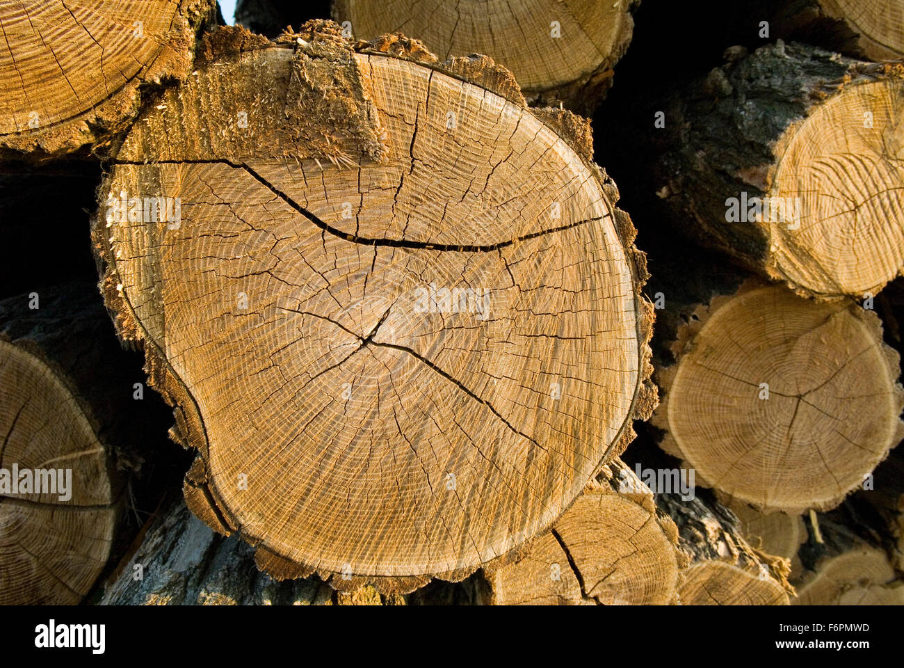 tree rings in cut logs Stock Photo - Alamy
