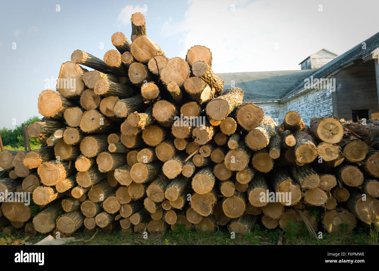 tree rings in cut logs in Indiana Stock Photo - Alamy