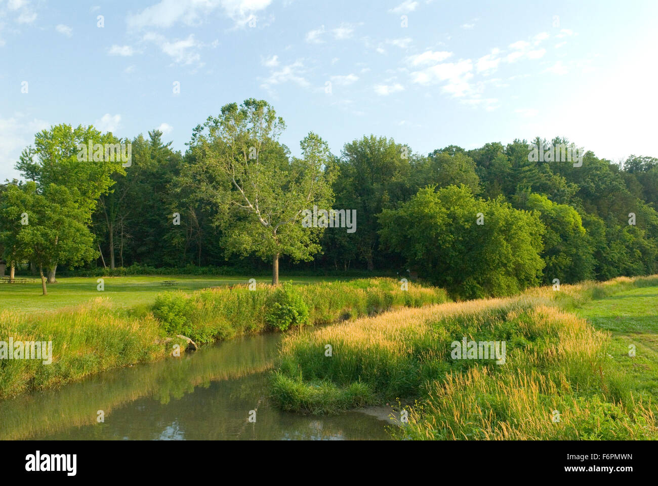 White Pines Forest State Park, Mt. Morris, Illinois Stock Photo - Alamy