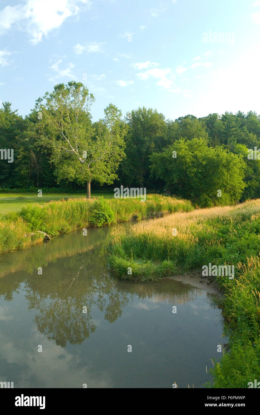 White Pines Forest State Park, Mt. Morris, Illinois Stock Photo - Alamy