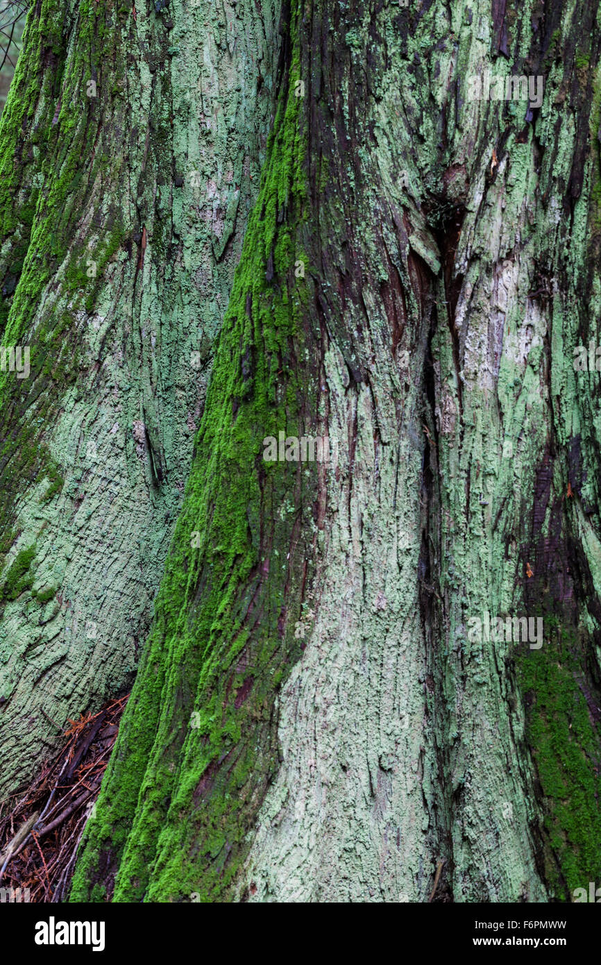 Abstract image of bark on a Western Red Cedar tree in a temperate rain ...