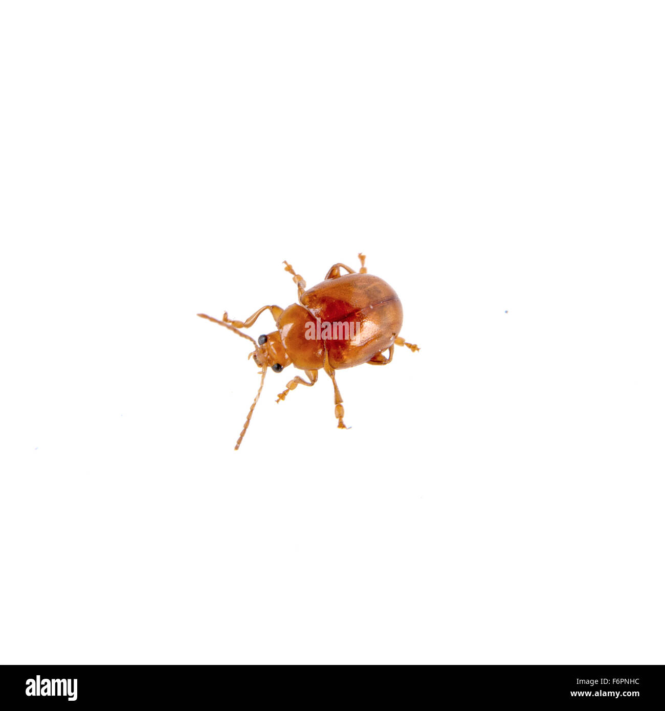 Isolated rusty beetle on a white background Stock Photo - Alamy