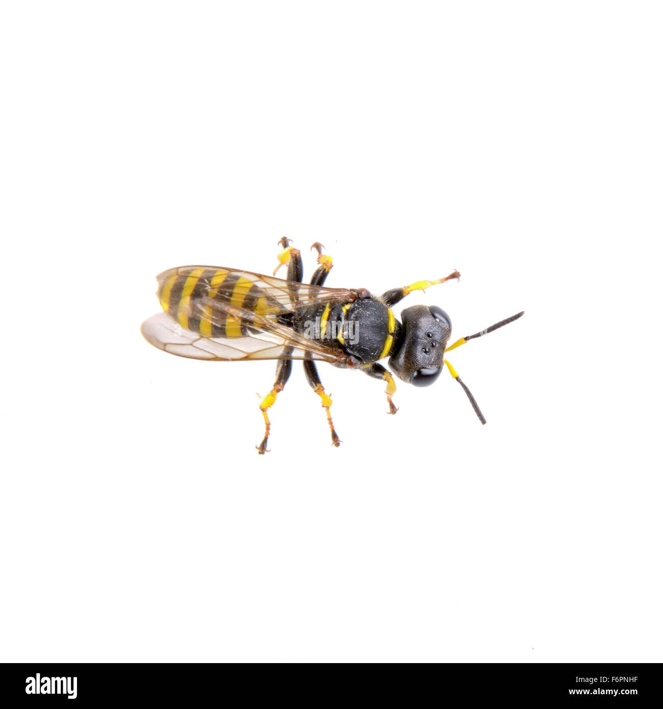 Black insect whith yellow stripes isolated on the white background ...