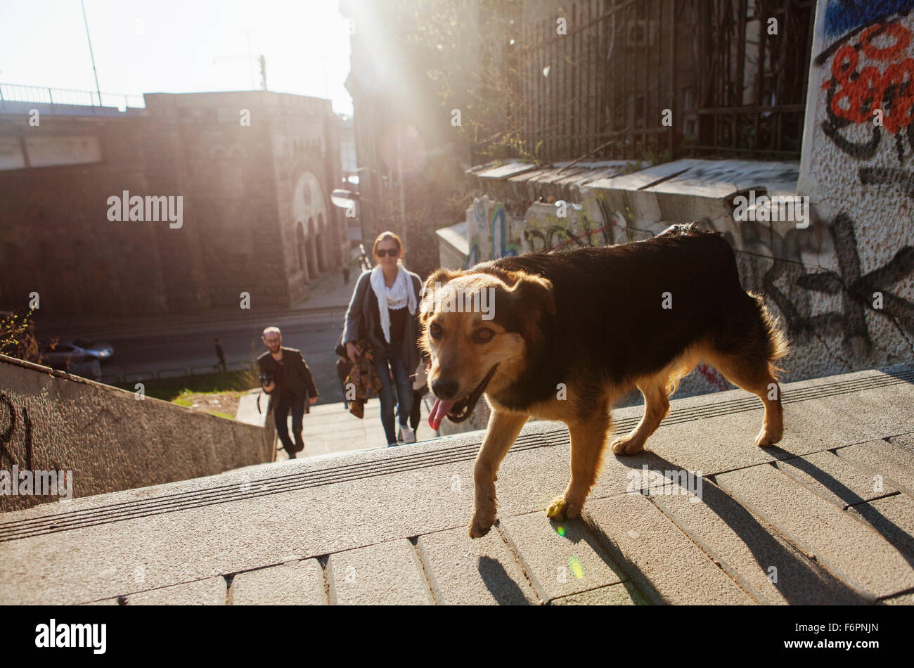 Dog walking on footpath by steps in city Stock Photo - Alamy