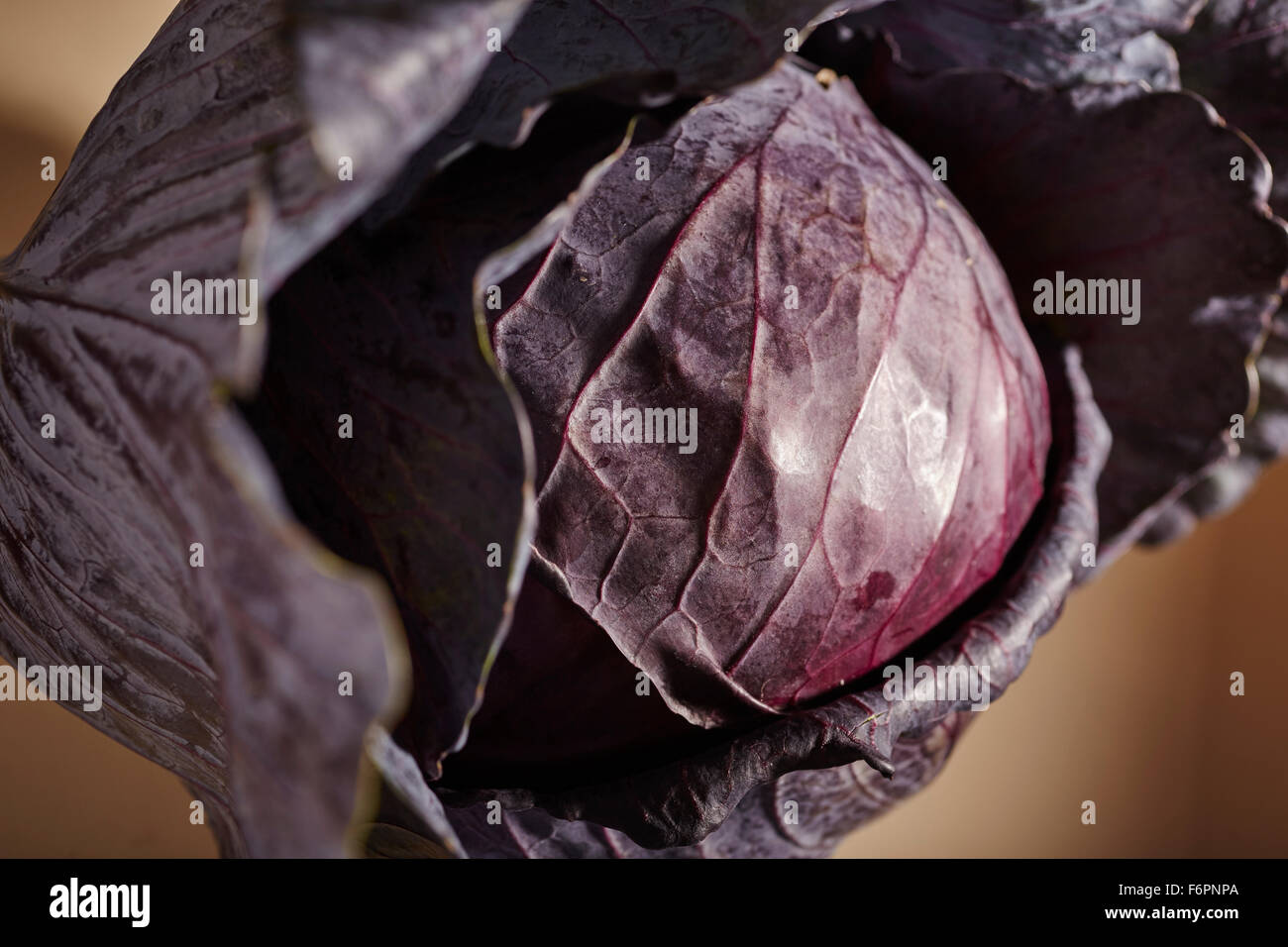 a whole head of red cabbage Stock Photo - Alamy