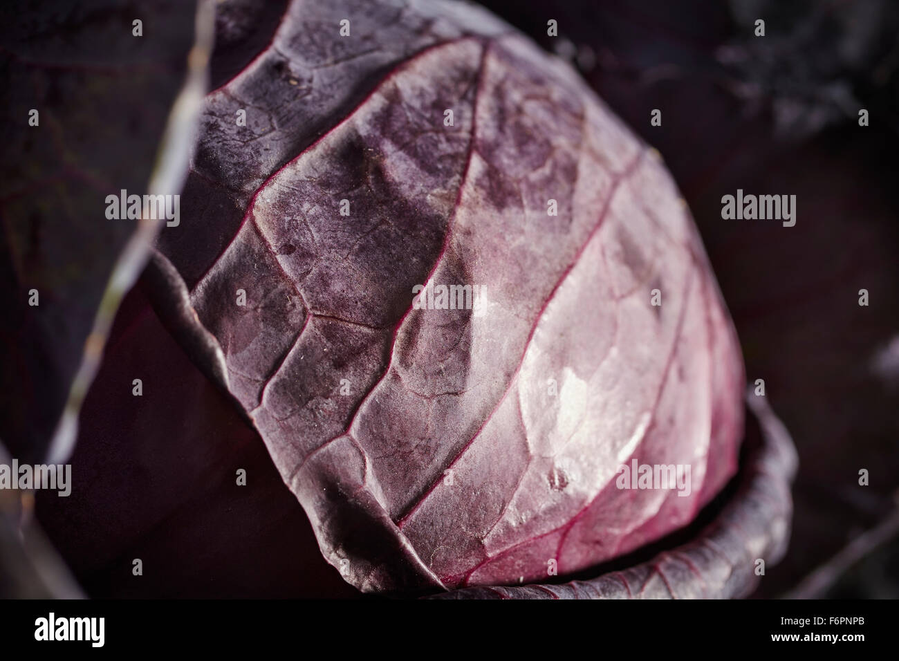 Storage cabbage hi-res stock photography and images - Alamy