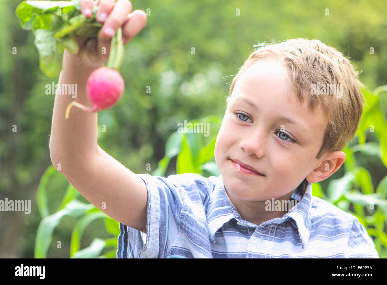 Caucasian boy holding radish in garden Stock Photo - Alamy