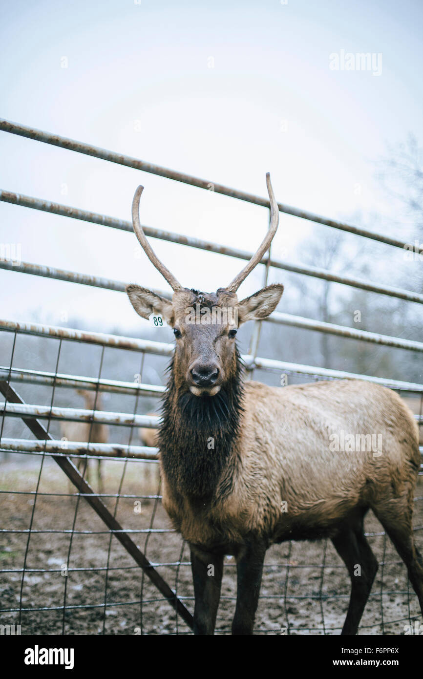Elk horn fence hi-res stock photography and images - Alamy