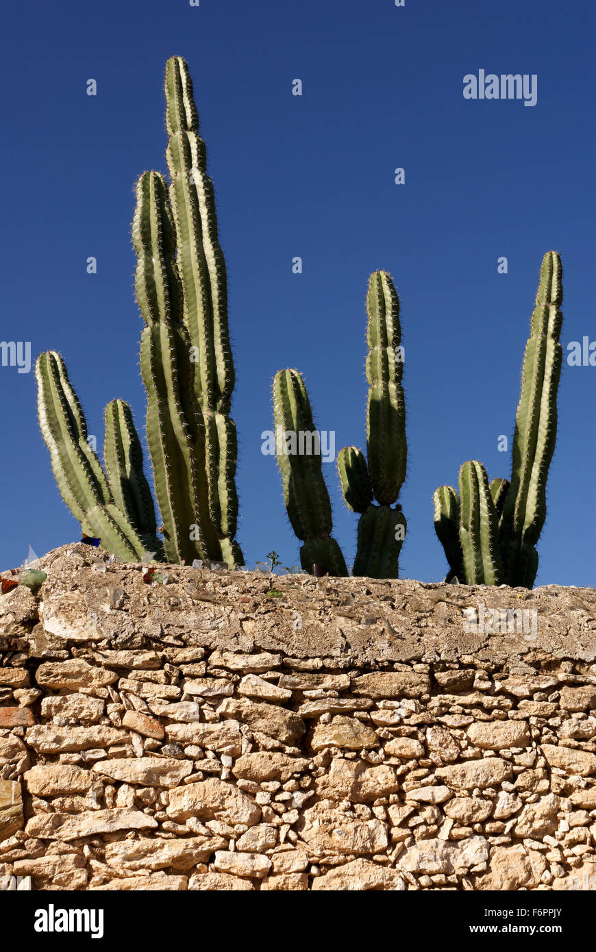 Organ cactus and natural rubble stone wall in the 19th century mining ...