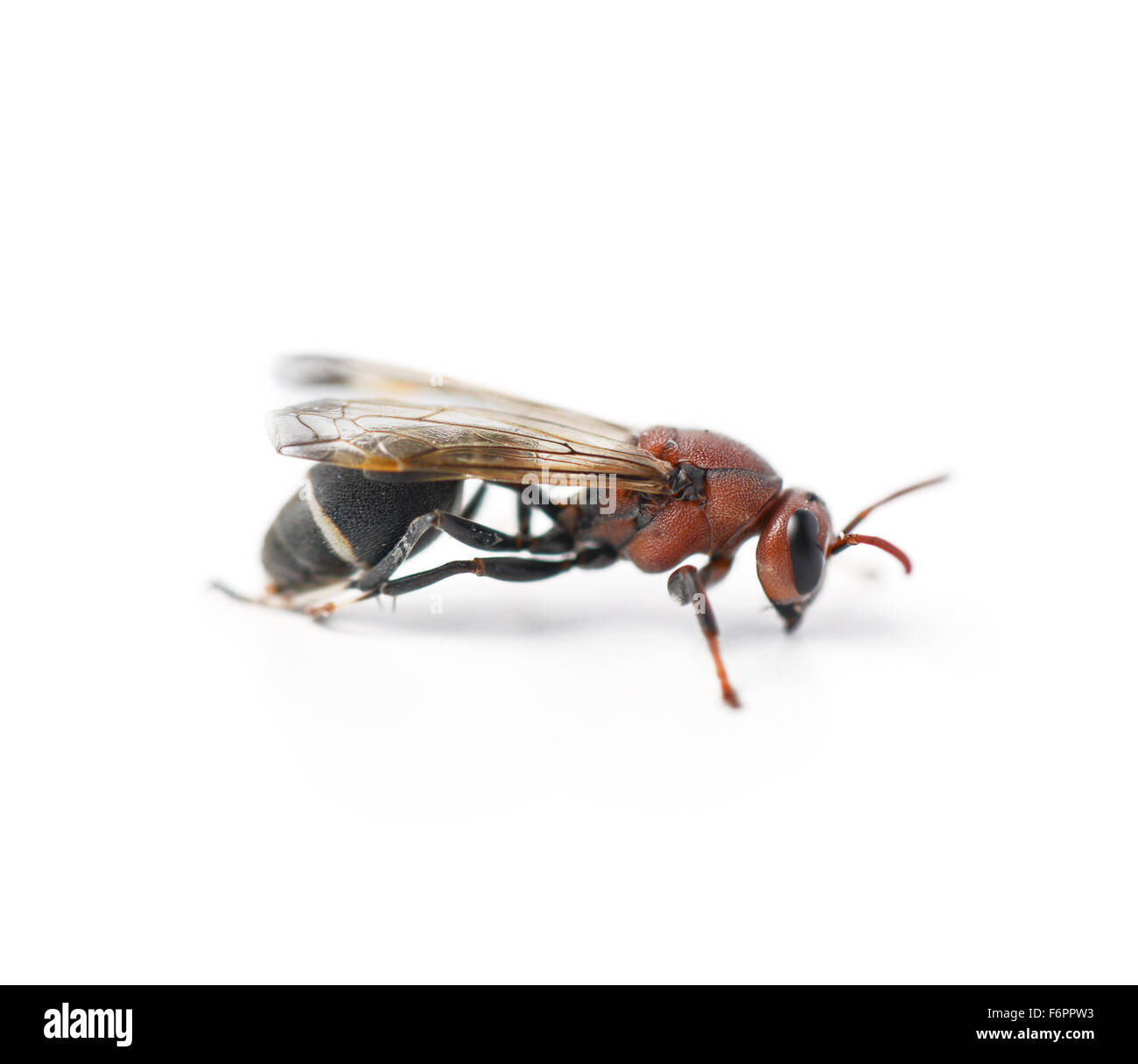 paper wasp on white background Stock Photo - Alamy