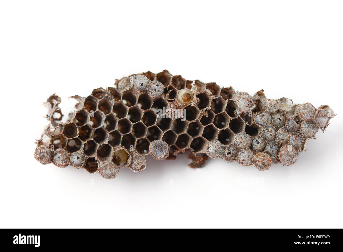 wasp nest with Insect larvae Stock Photo - Alamy