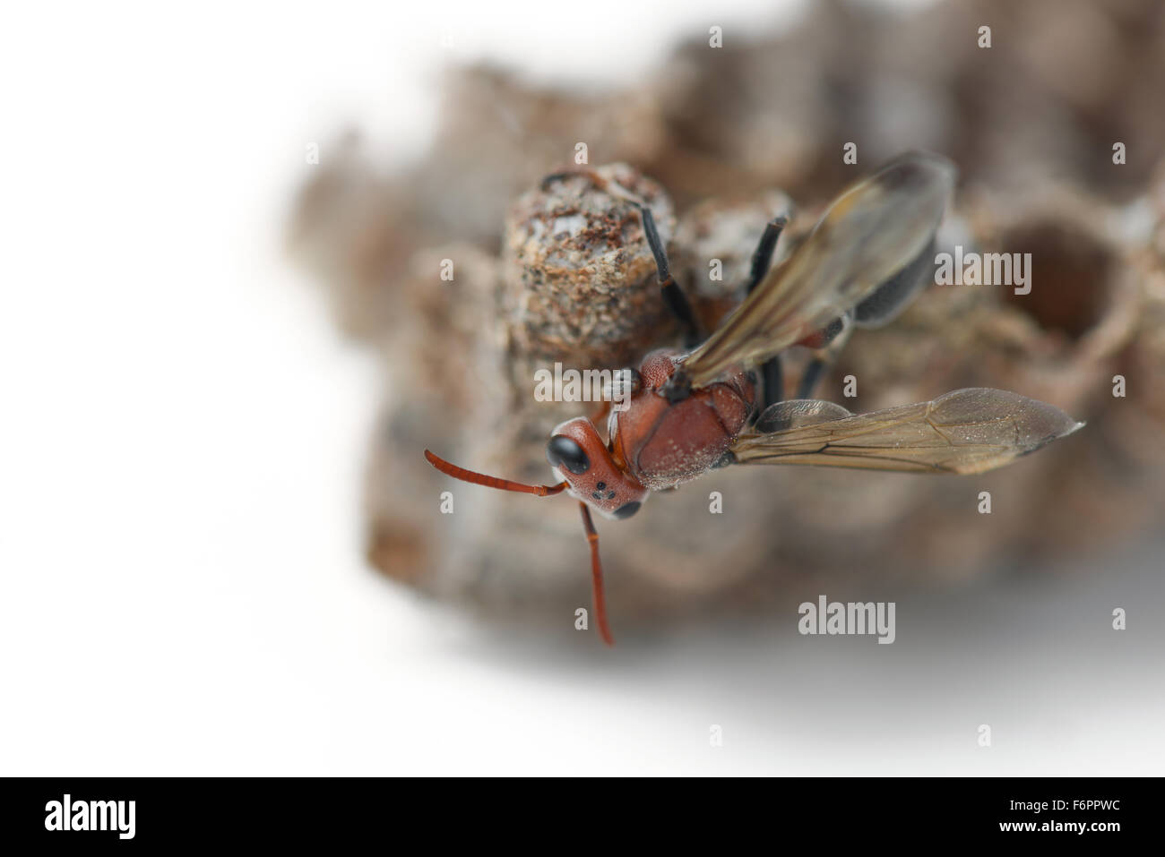 wasp nest with Insect larvae Stock Photo - Alamy