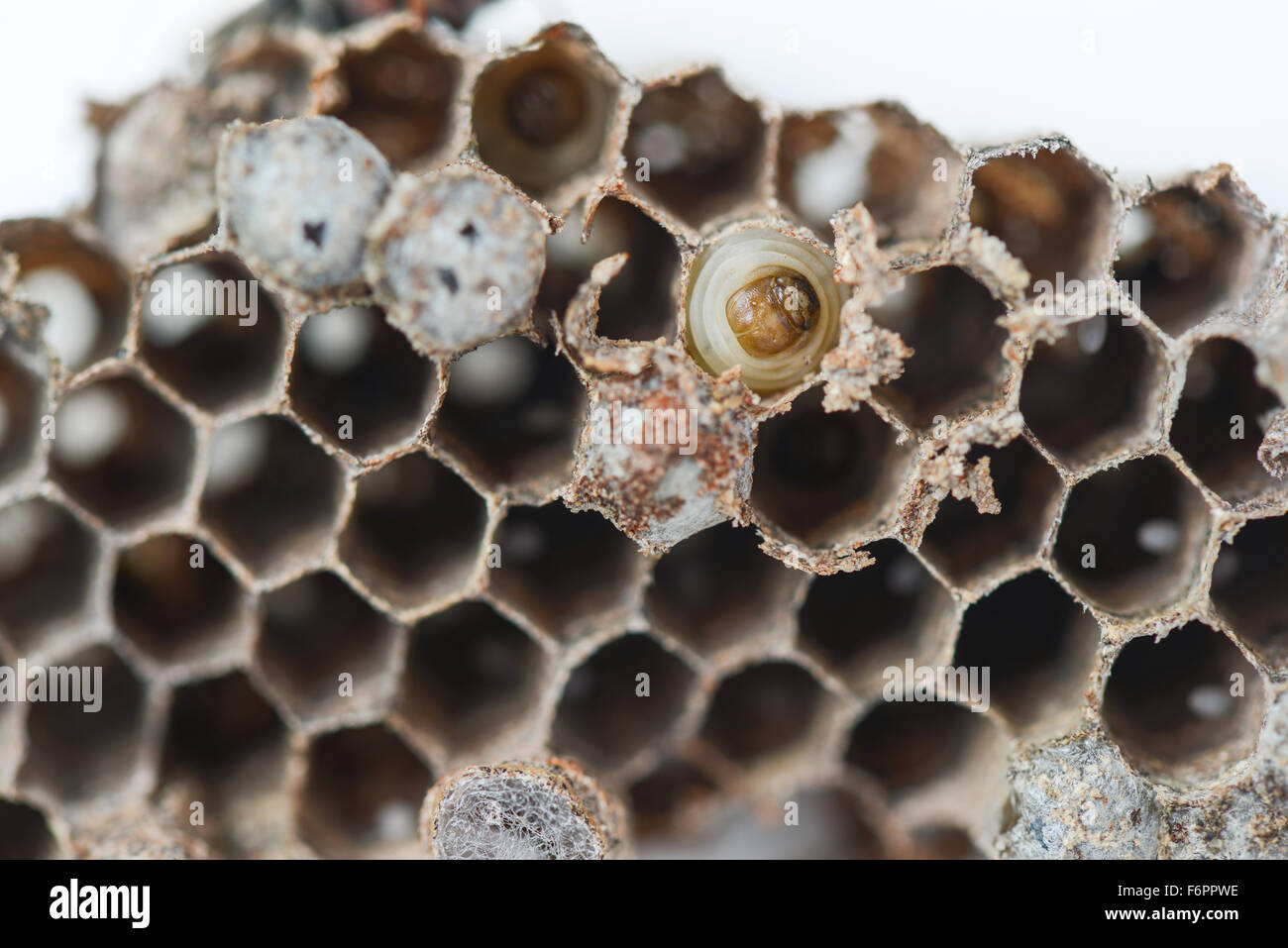 wasp nest with Insect larvae Stock Photo - Alamy