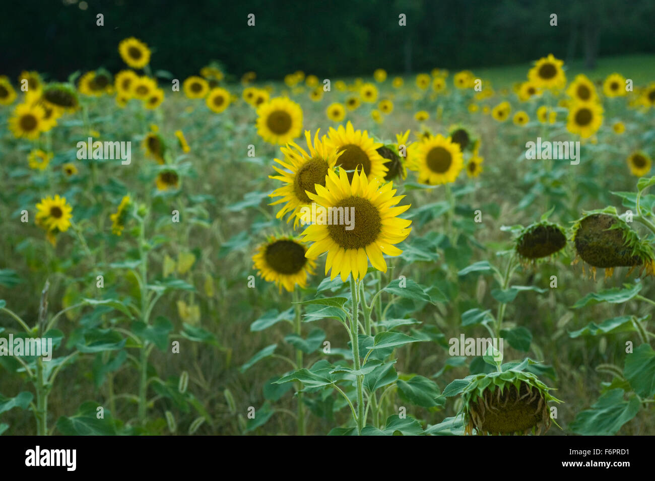 sunflowers in field in Indiana Stock Photo - Alamy