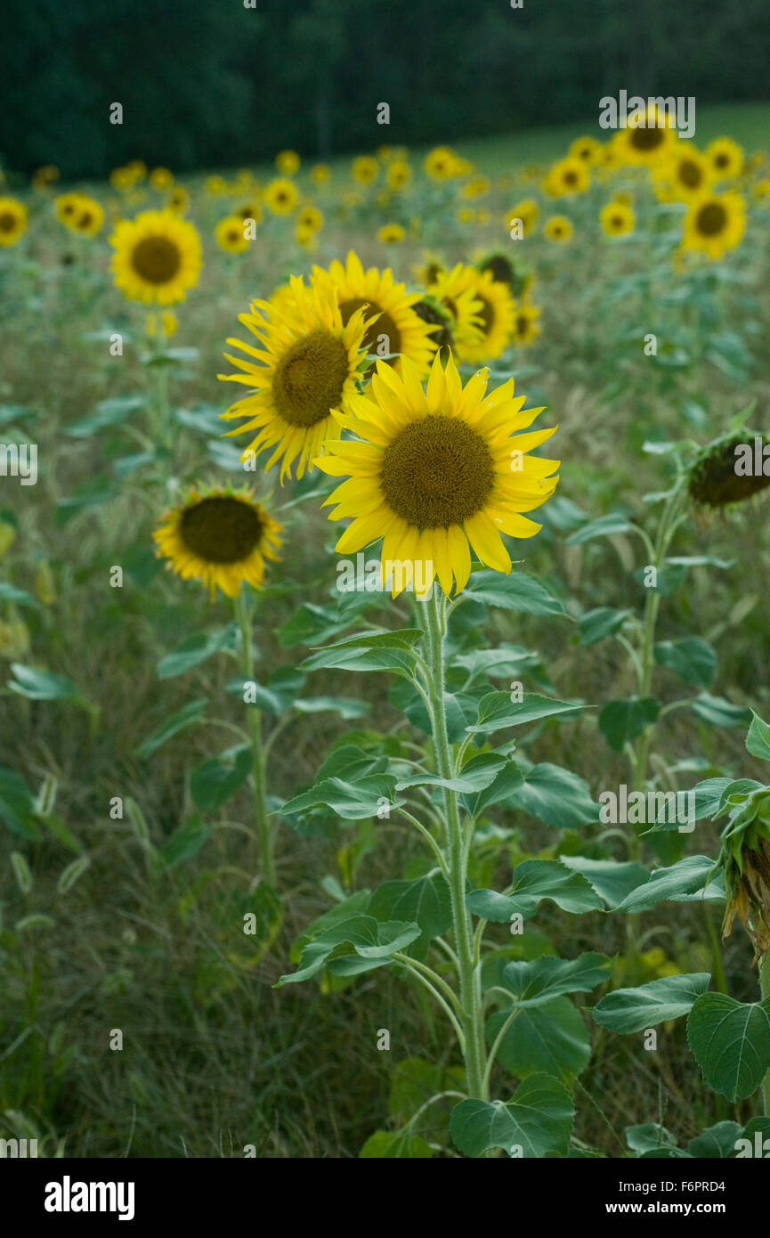 sunflowers in field in Indiana Stock Photo - Alamy