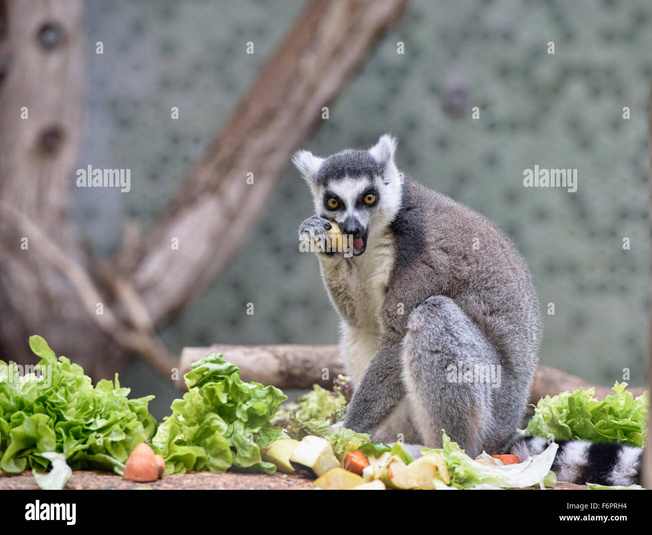 Ring-tailed lemur (Lemur catta Stock Photo - Alamy