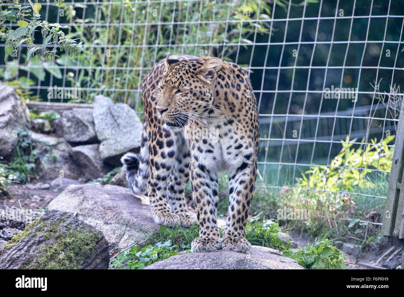 The endangered North-Chinese leopard (Panthera pardus japonensis Stock ...