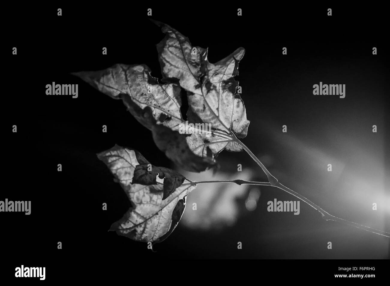 Black and white fall leaf is illuminated under a street light near ...