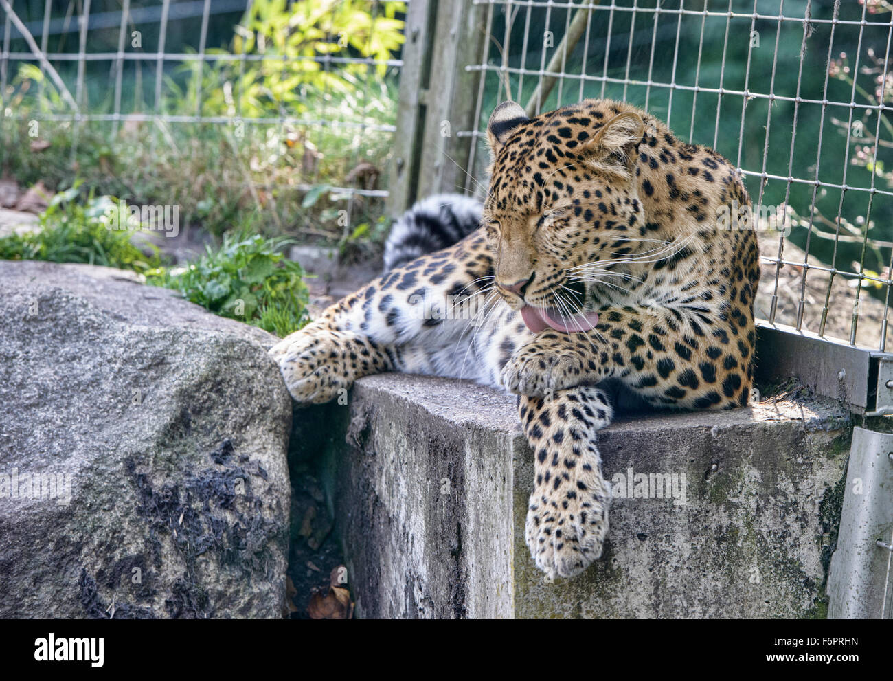 The endangered North-Chinese leopard (Panthera pardus japonensis Stock ...