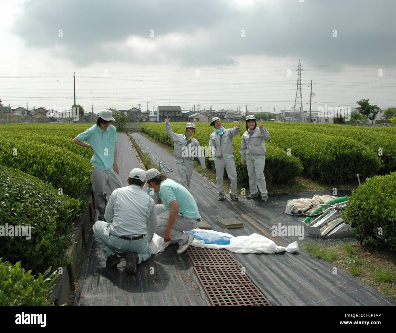 Technical school students learning how to harvest green tea at a school ...