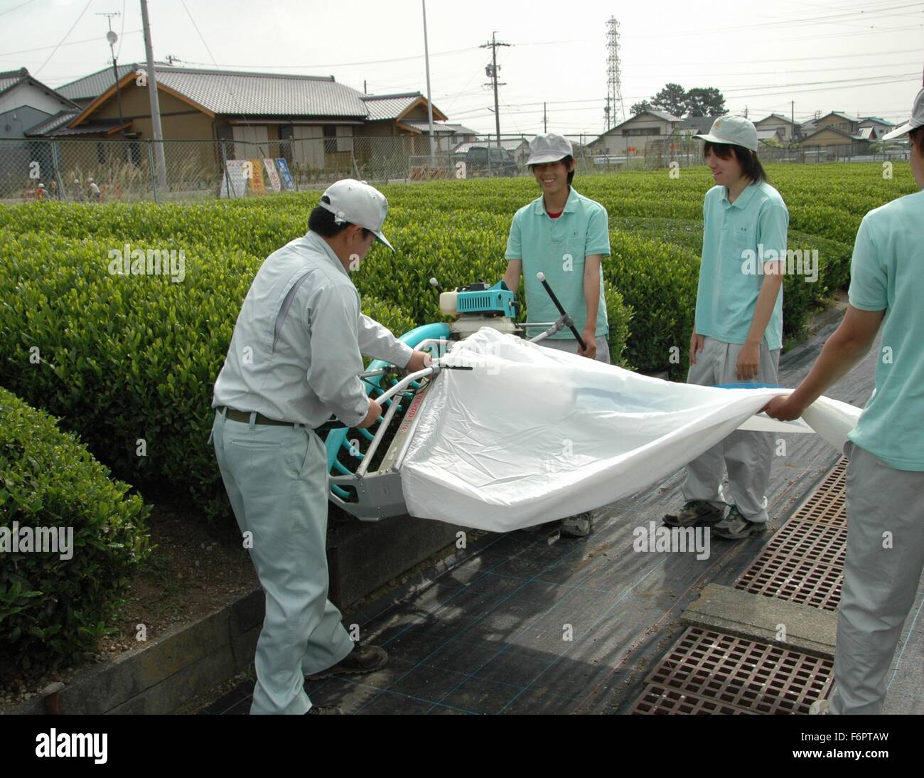 Technical school students learning how to harvest green tea at a school ...