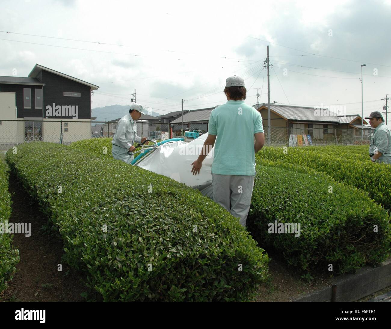 Technical school students learning how to harvest green tea at a school ...