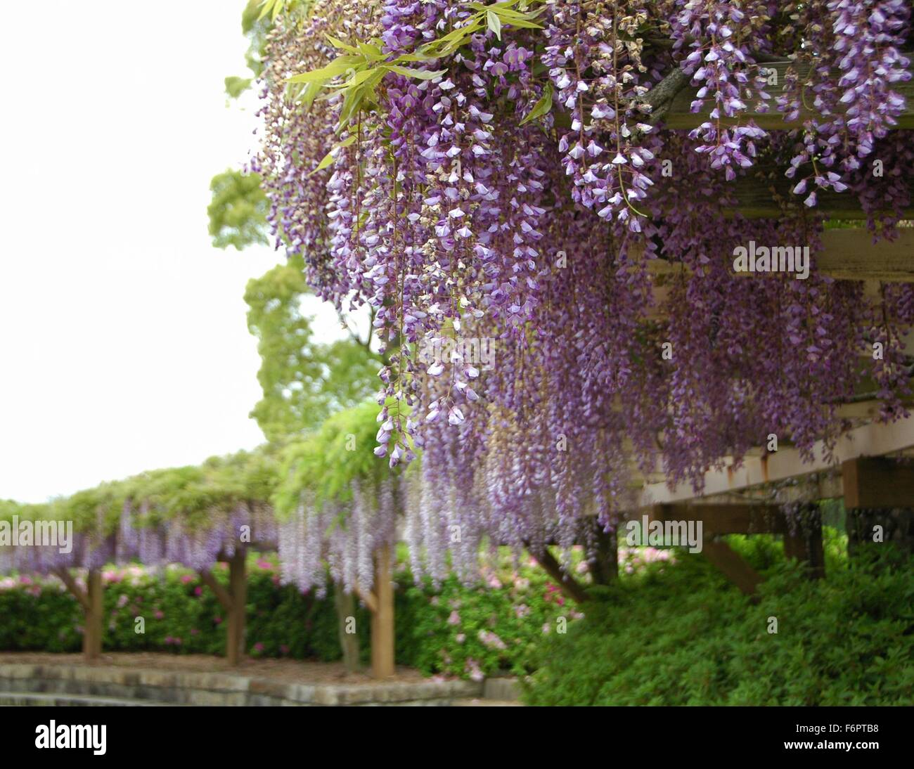 Beautiful scenery in Rengeji-lke Park, Fujieda, Japan Stock Photo - Alamy