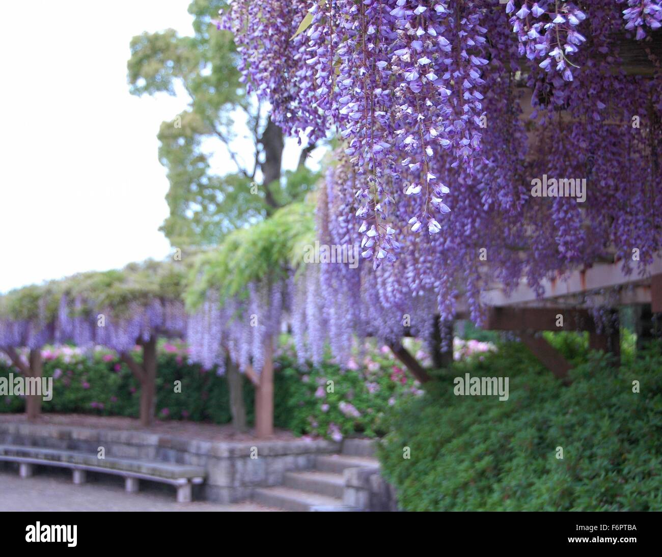 Beautiful scenery in Rengeji-lke Park, Fujieda, Japan Stock Photo - Alamy