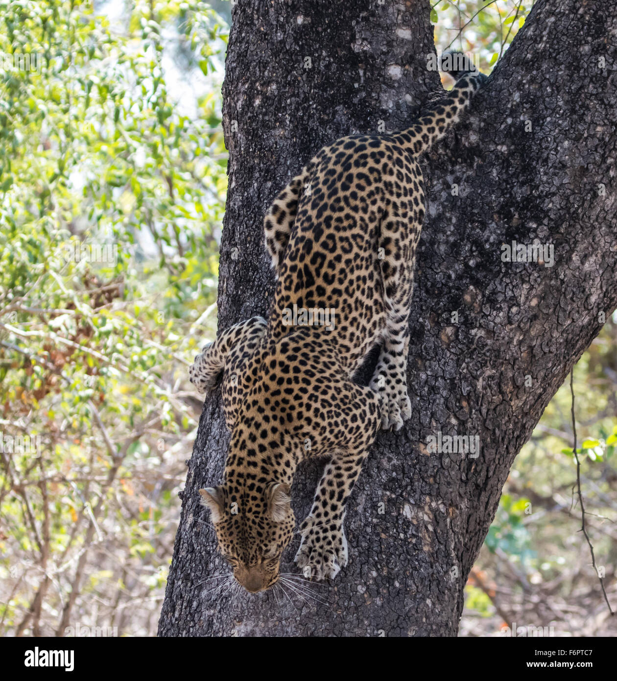 Black leopard tree hi-res stock photography and images - Alamy