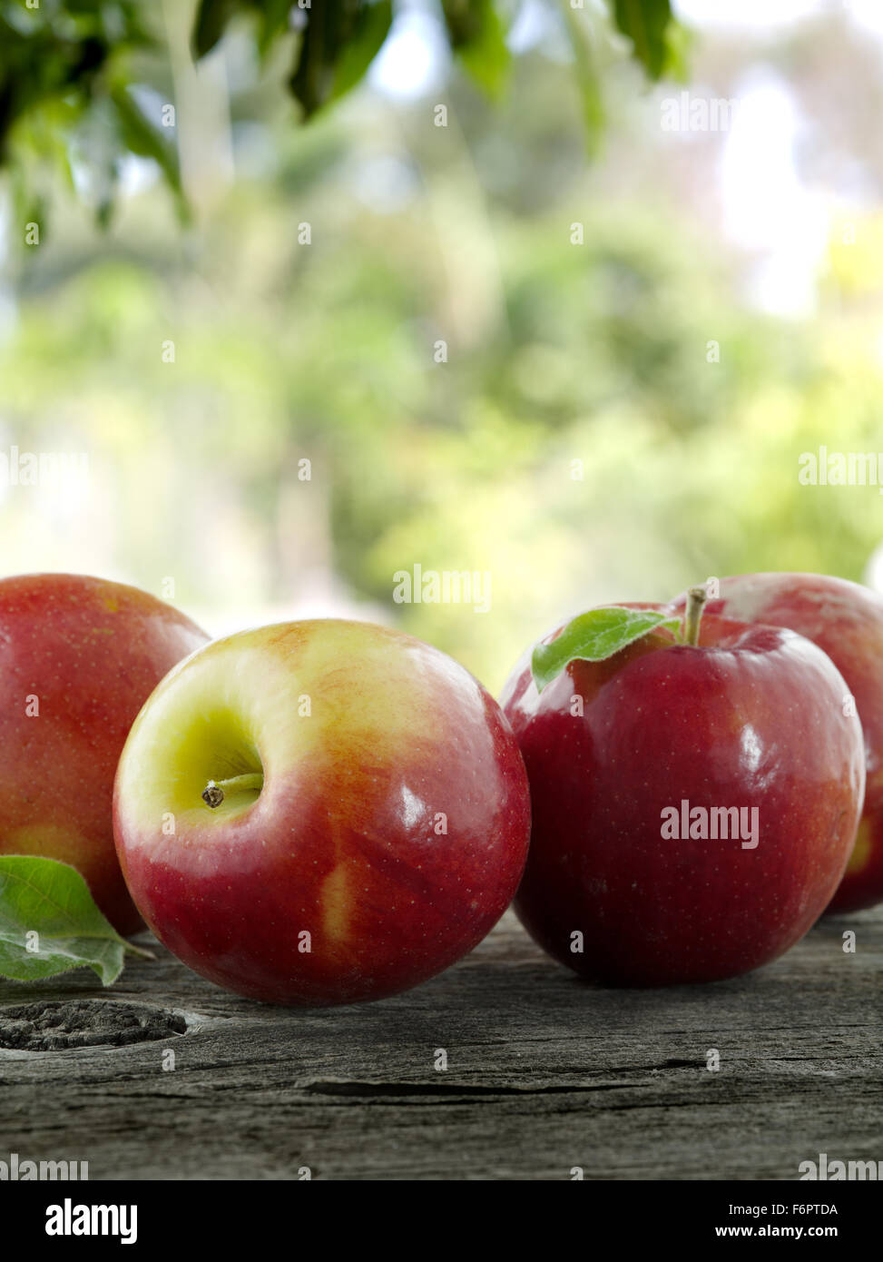 close up view of nice fresh apples on color background Stock Photo - Alamy