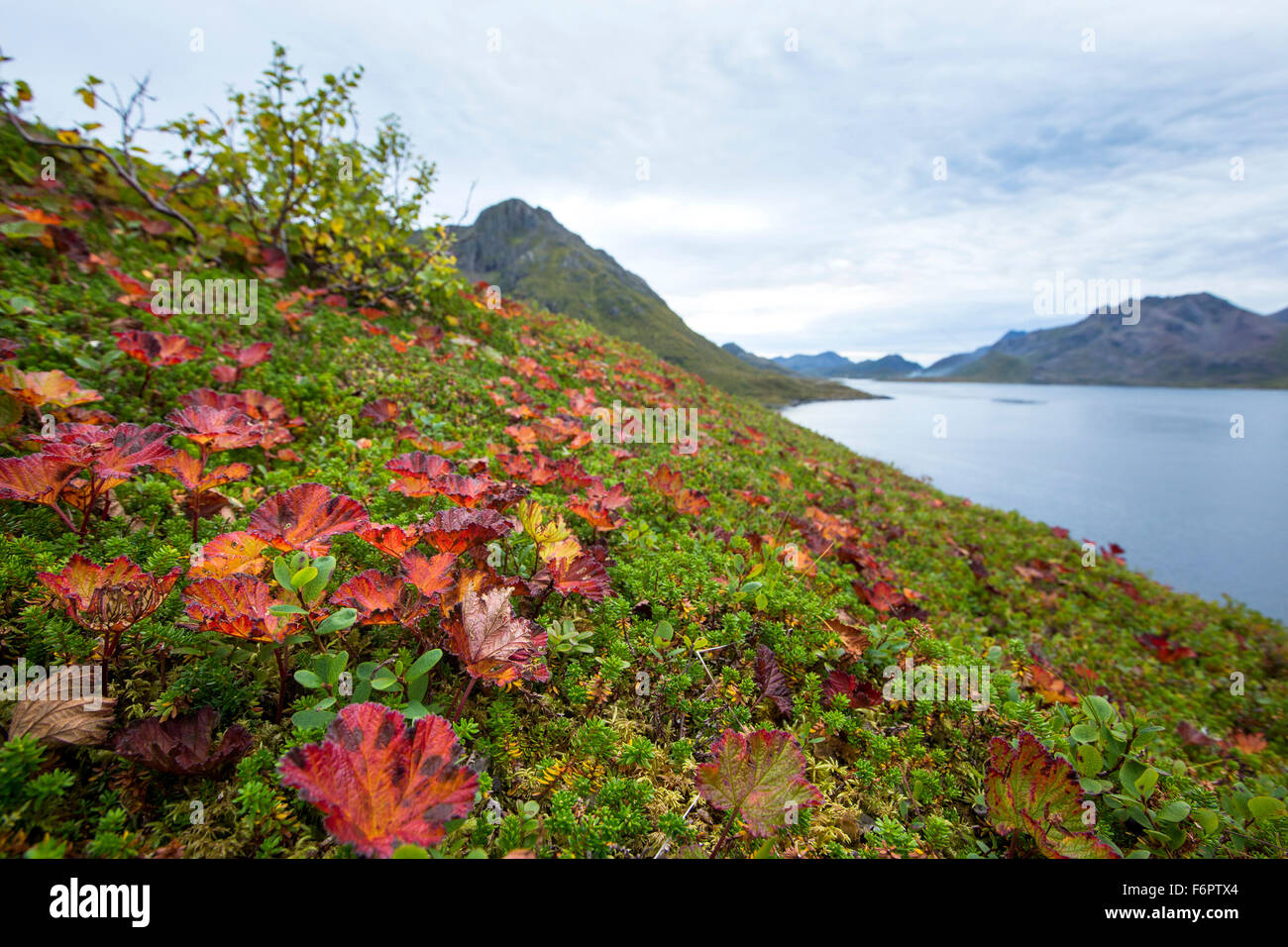 Staume hi-res stock photography and images - Alamy