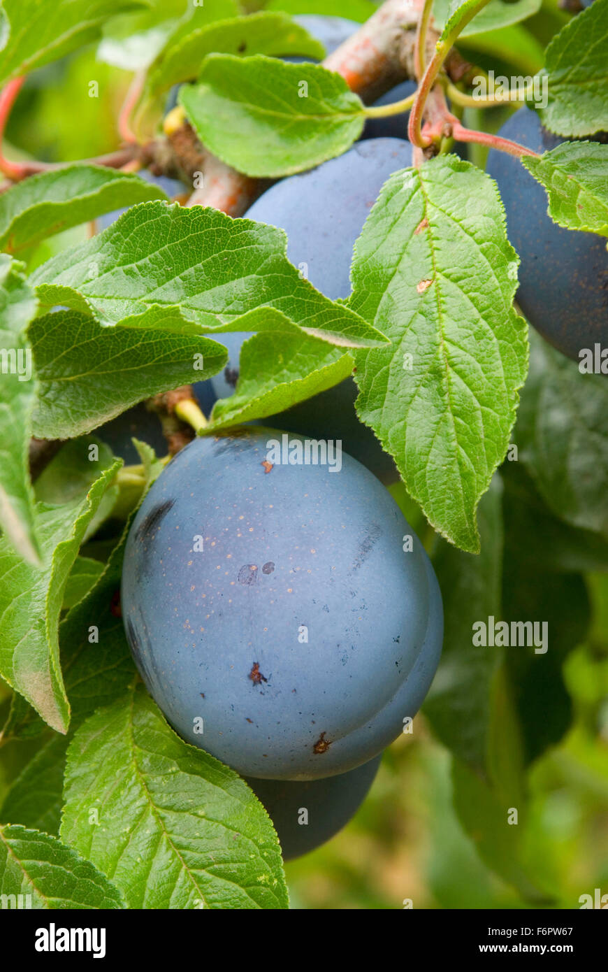 Brooks plums hi-res stock photography and images - Alamy