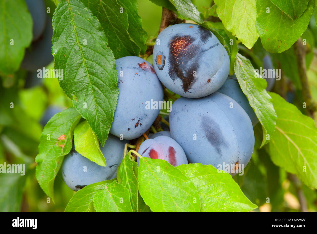 Brooks county hi-res stock photography and images - Alamy