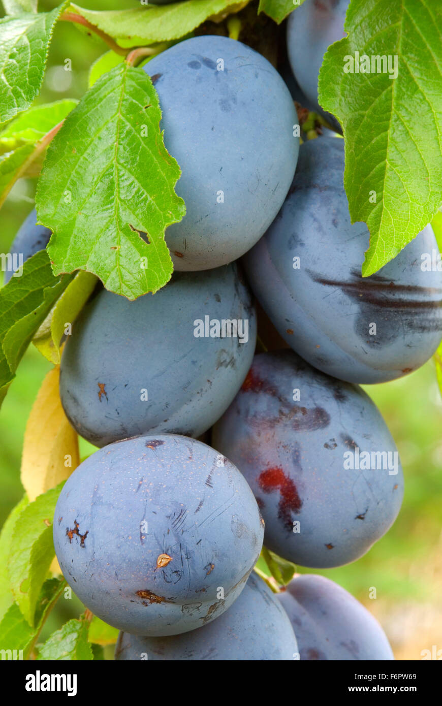 Brooks County High Resolution Stock Photography and Images - Alamy