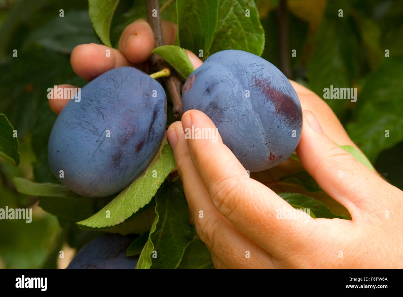 Brooks plums hi-res stock photography and images - Alamy