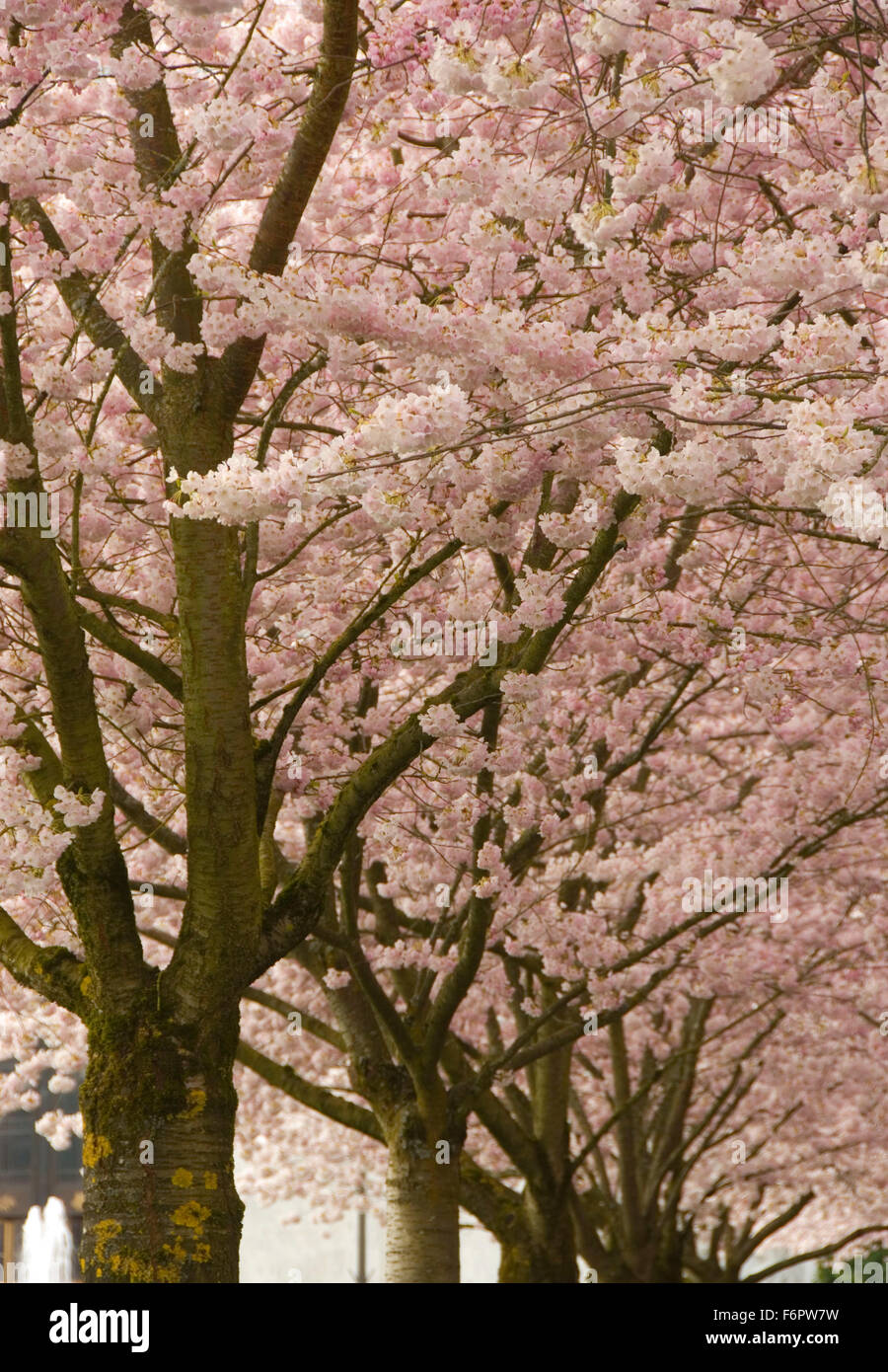 Cherry tree bloom, Oregon State Capitol grounds, Salem, Oregon Stock ...