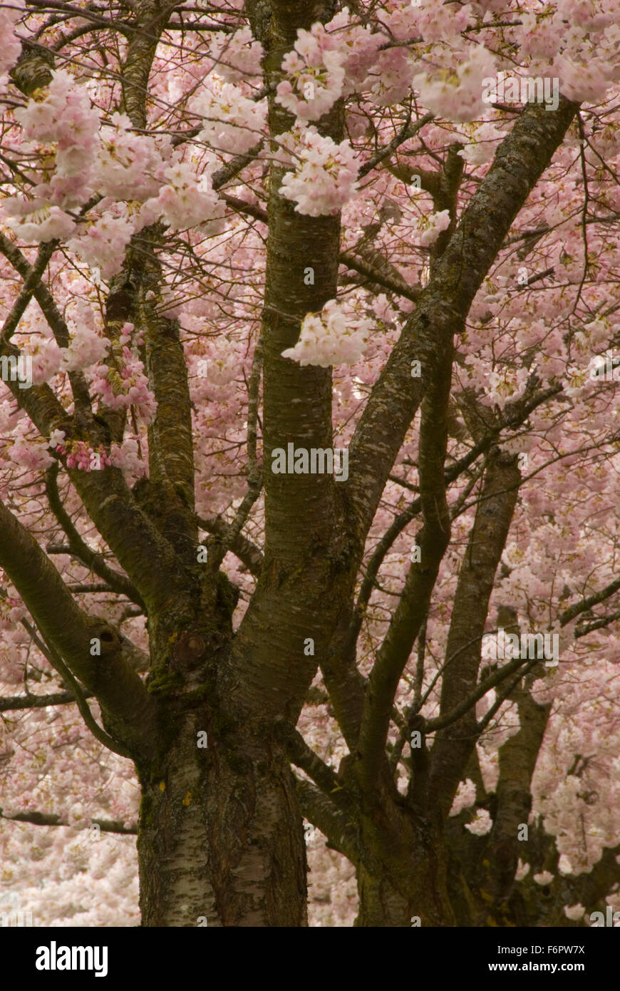 Cherry tree bloom, Oregon State Capitol grounds, Salem, Oregon Stock ...