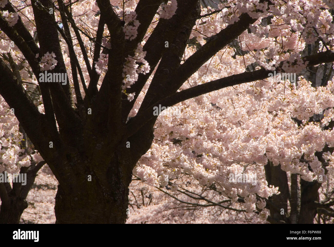 Cherry tree bloom, Oregon State Capitol grounds, Salem, Oregon Stock ...