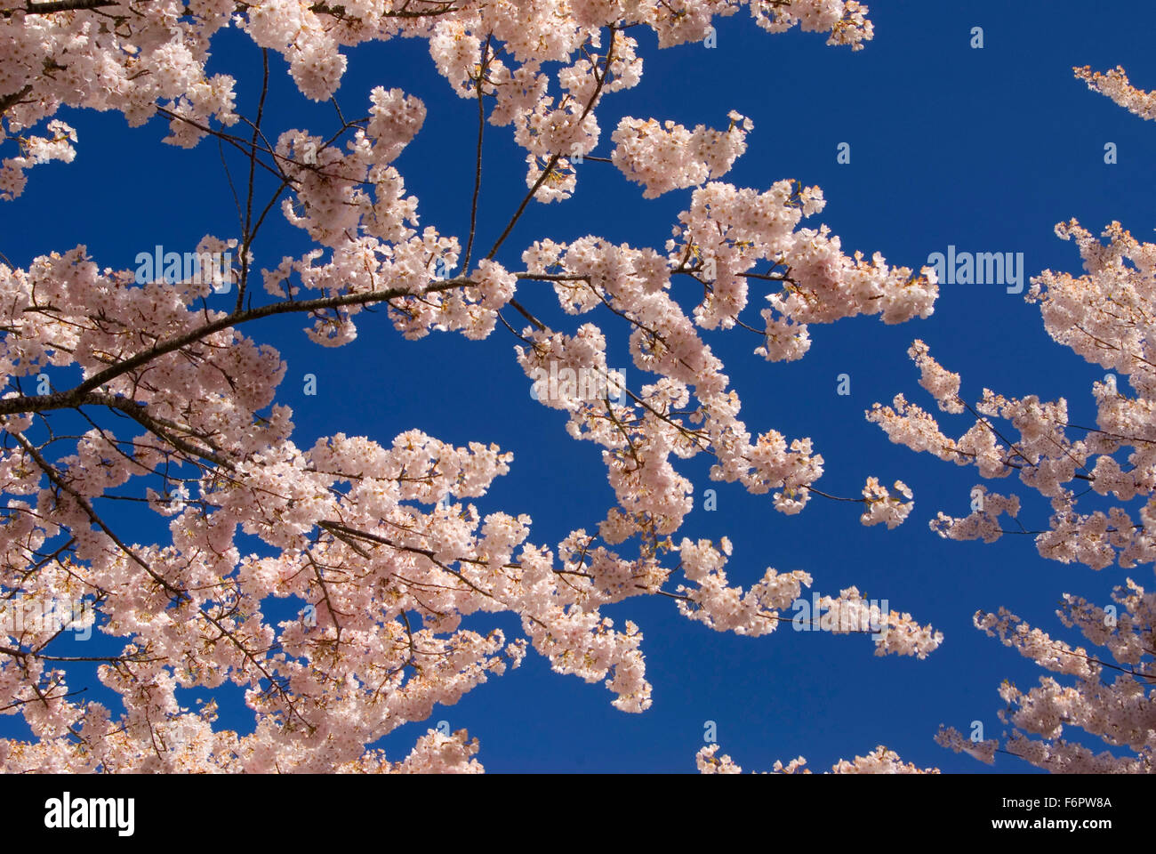 Cherry tree bloom, Oregon State Capitol grounds, Salem, Oregon Stock ...