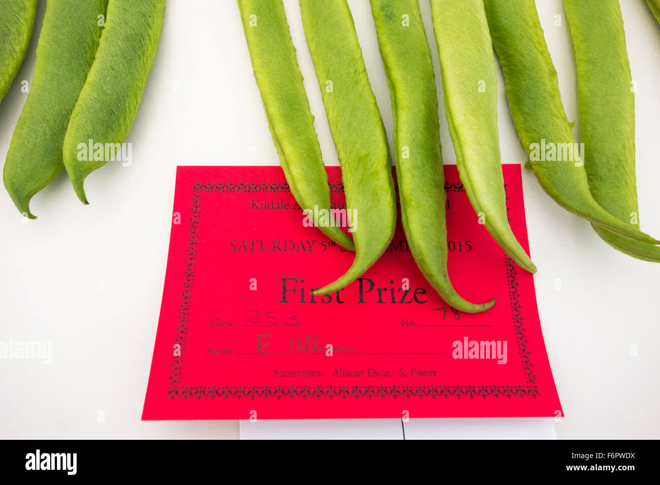 Prize winning Runner Beans at Kildale show, North Yorkshire, England ...