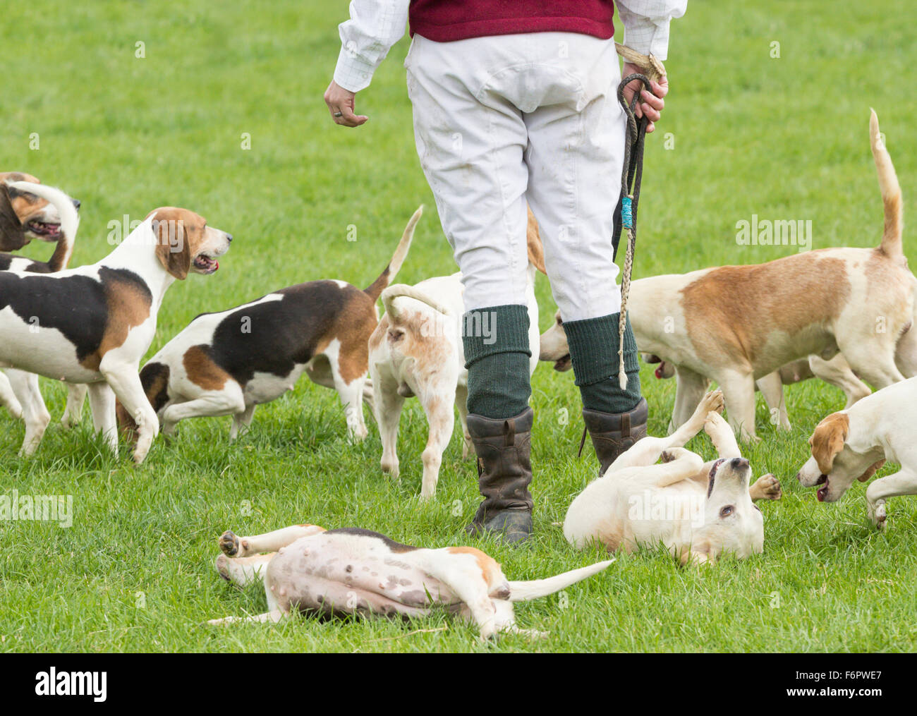 Hunting beagles hi-res stock photography and images - Alamy