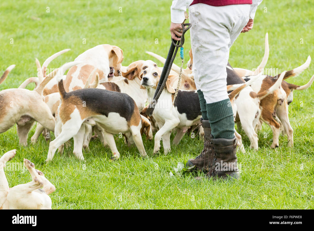 Hunting beagles hi-res stock photography and images - Alamy
