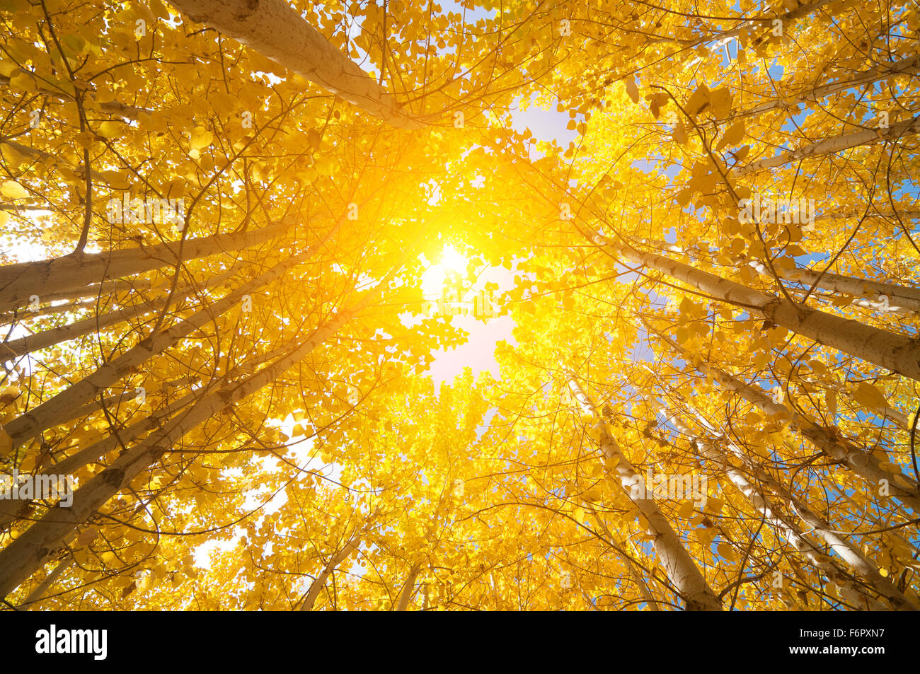 Fall Aspen Trees from low angle view with golden sunlight, Leh District ...