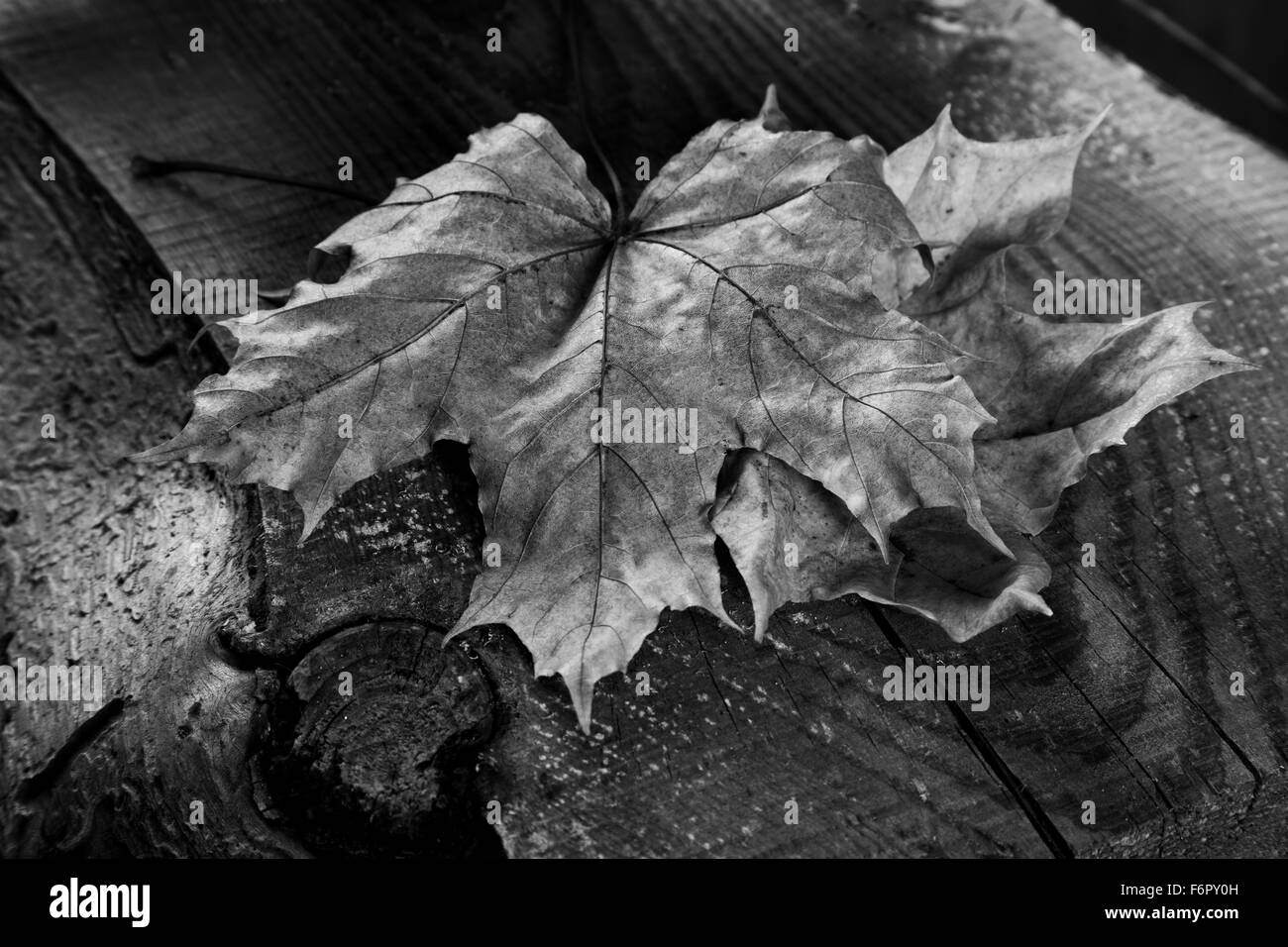 Bright yellow orange maple Black and White Stock Photos & Images - Alamy