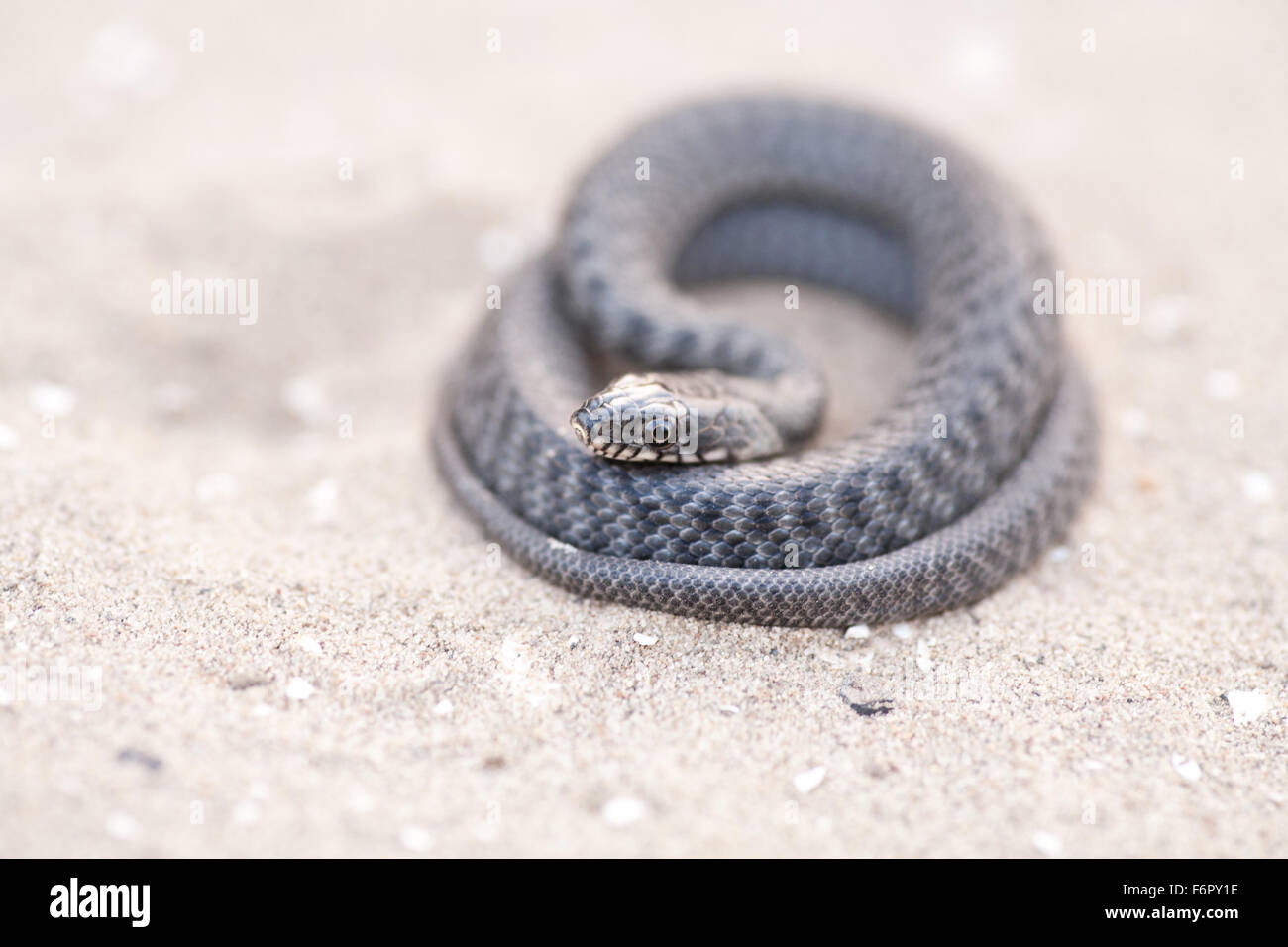 Sand cobra hi-res stock photography and images - Alamy