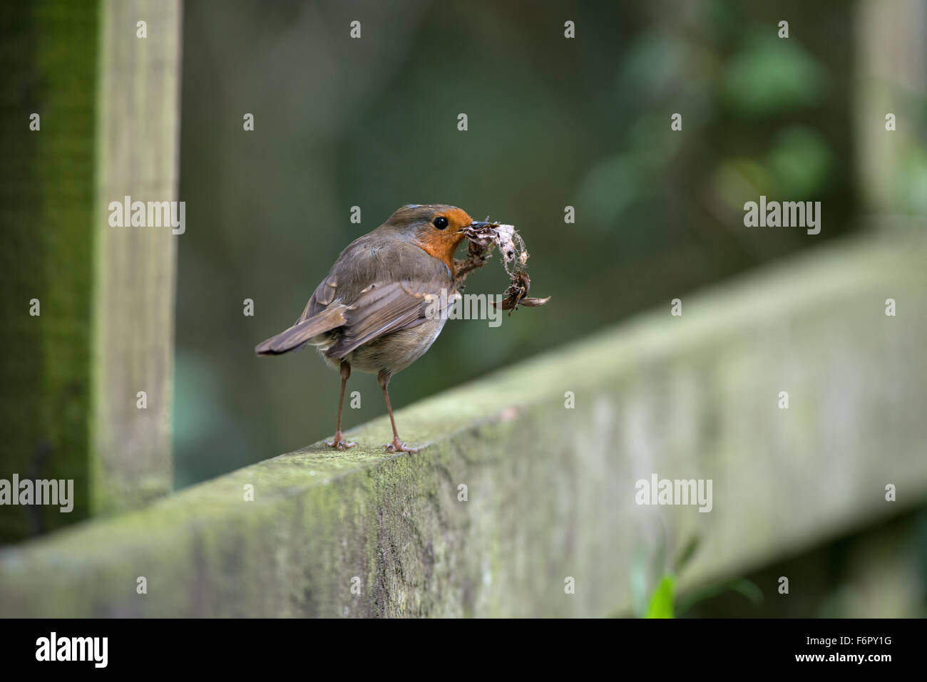 Robin bird nest hi-res stock photography and images - Alamy
