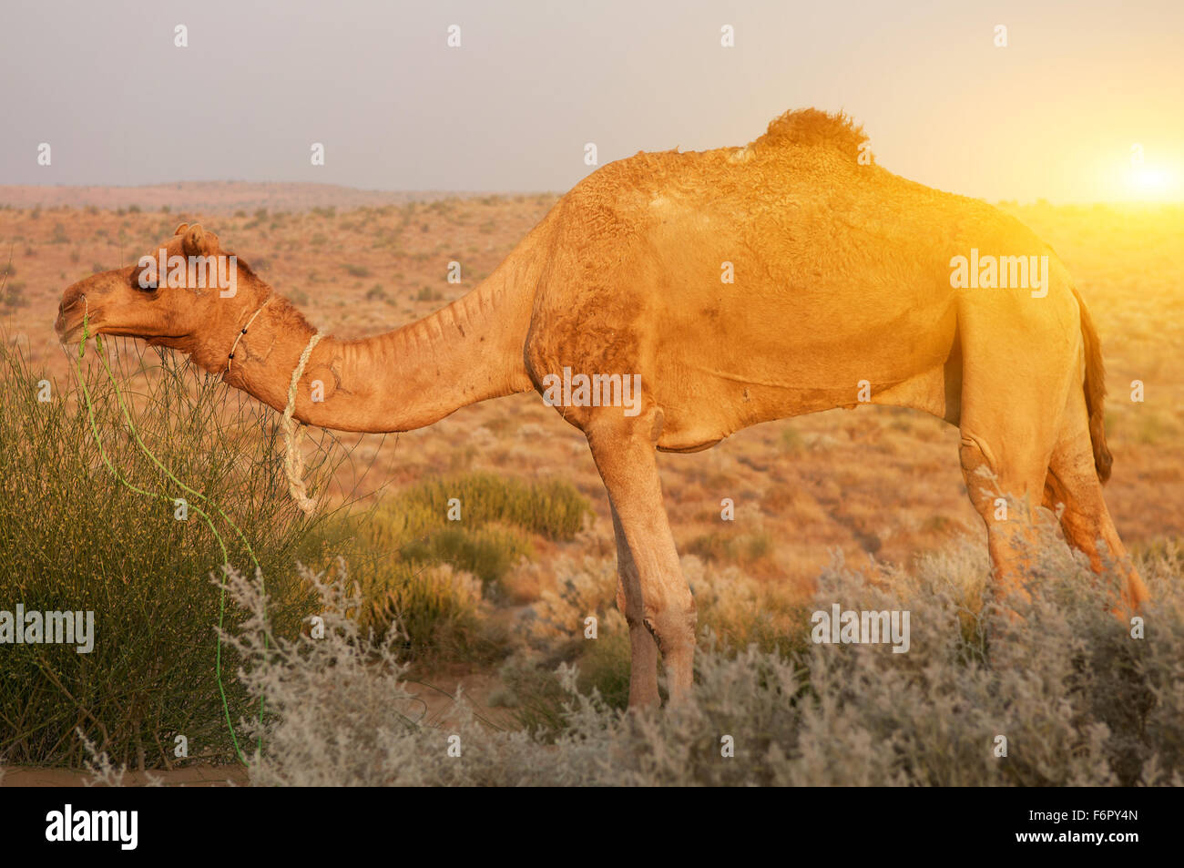 Camel eating plant in desert, India Stock Photo - Alamy