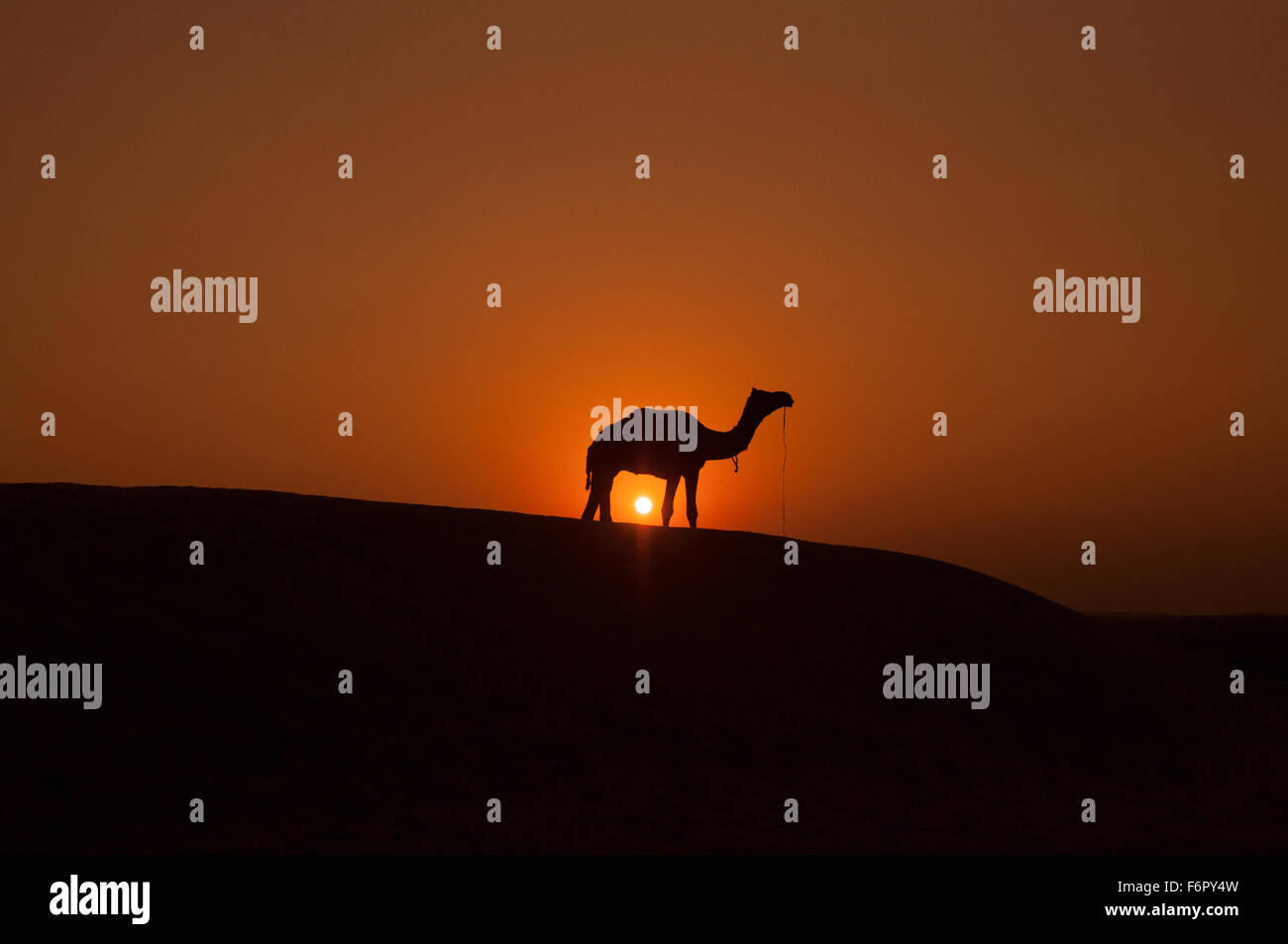 Desert landscape with camel at sunset Stock Photo - Alamy