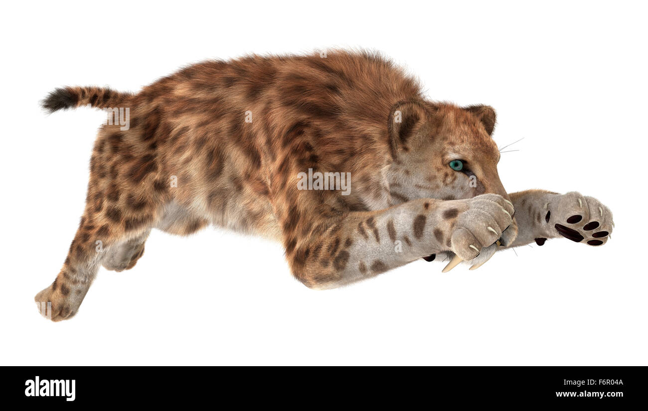 3D digital render of a big cat sabertooth isolated on white background ...