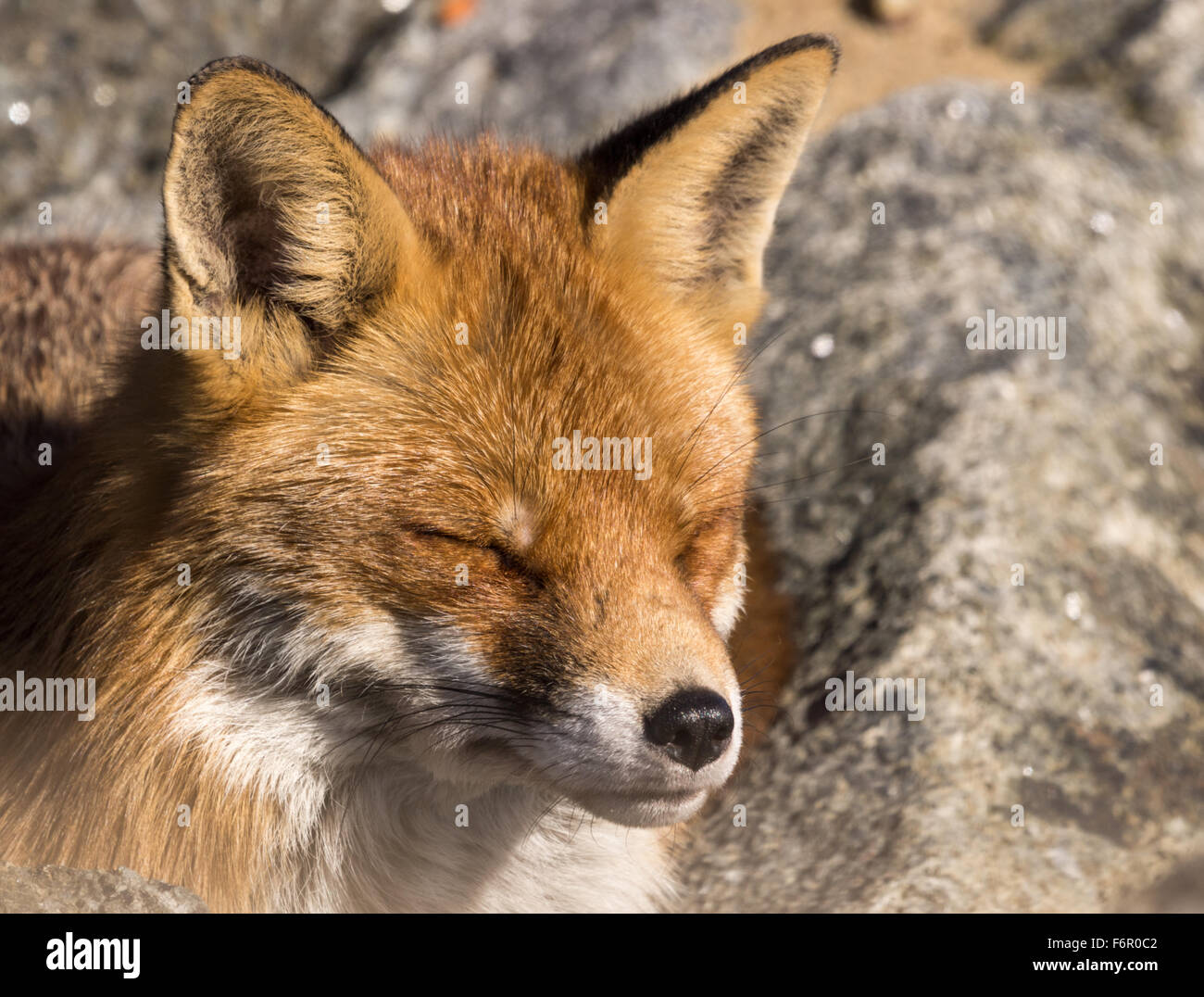 Sleeping Fox on rocks Stock Photo - Alamy